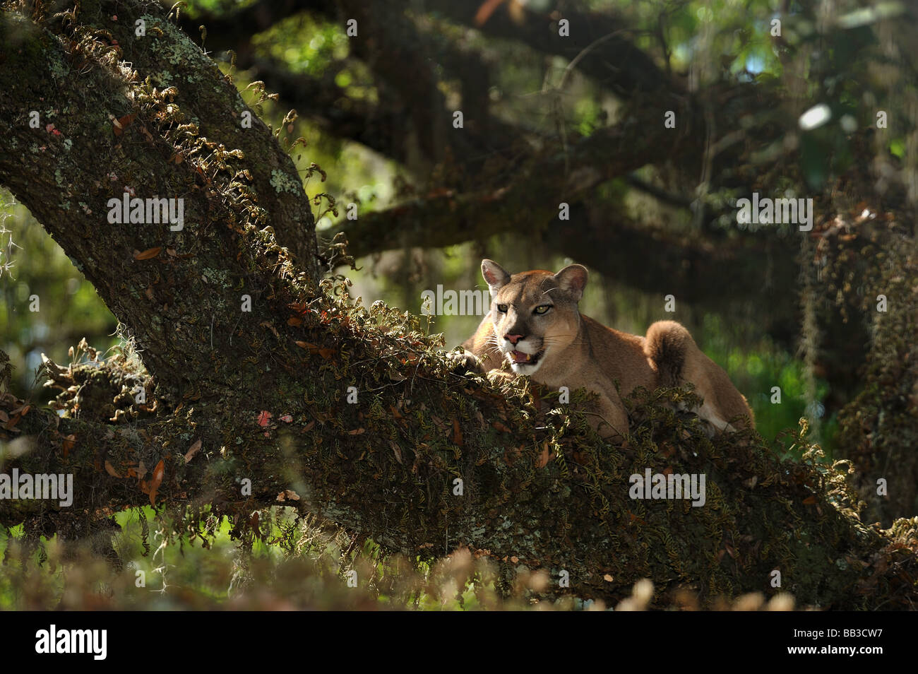 Florida panther Puma concolor coryi Florida captive Stock Photo - Alamy