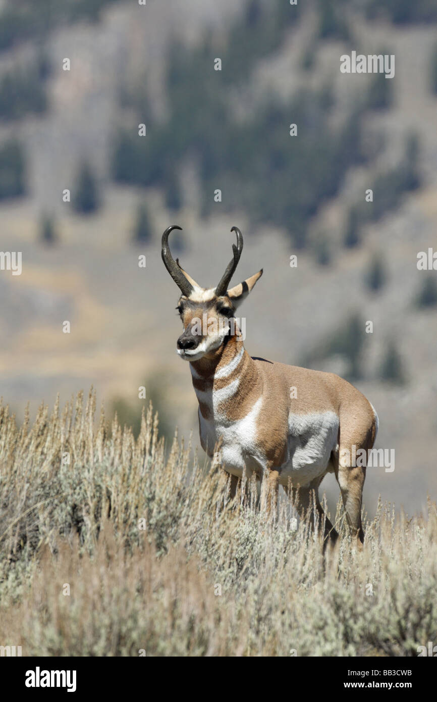Pronghorn Antelope Antilocapra americana male stag standing in the sage ...