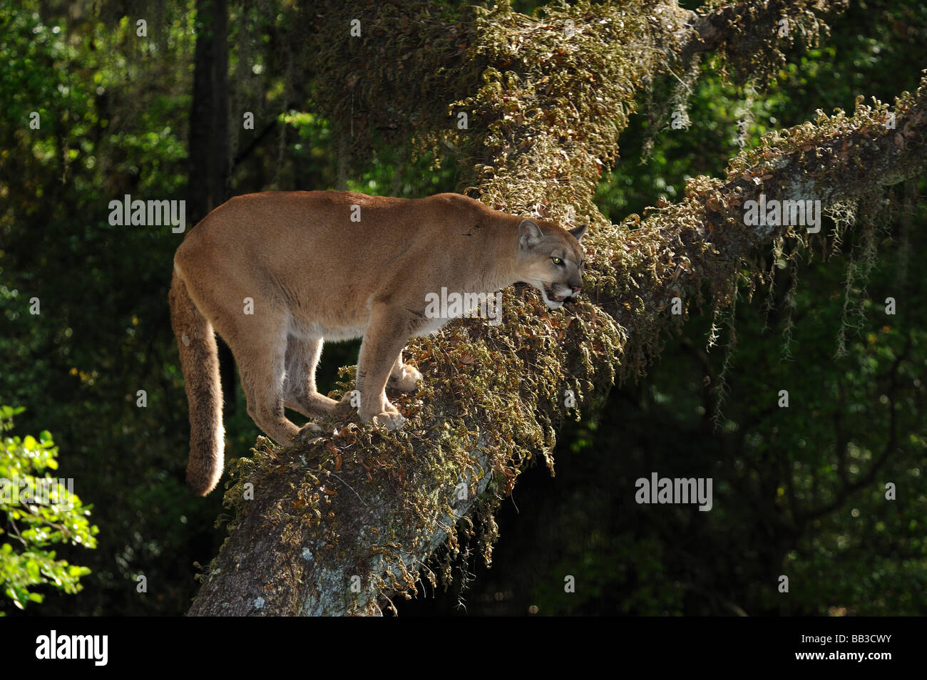 Florida panther in tree hi-res stock photography and images - Alamy