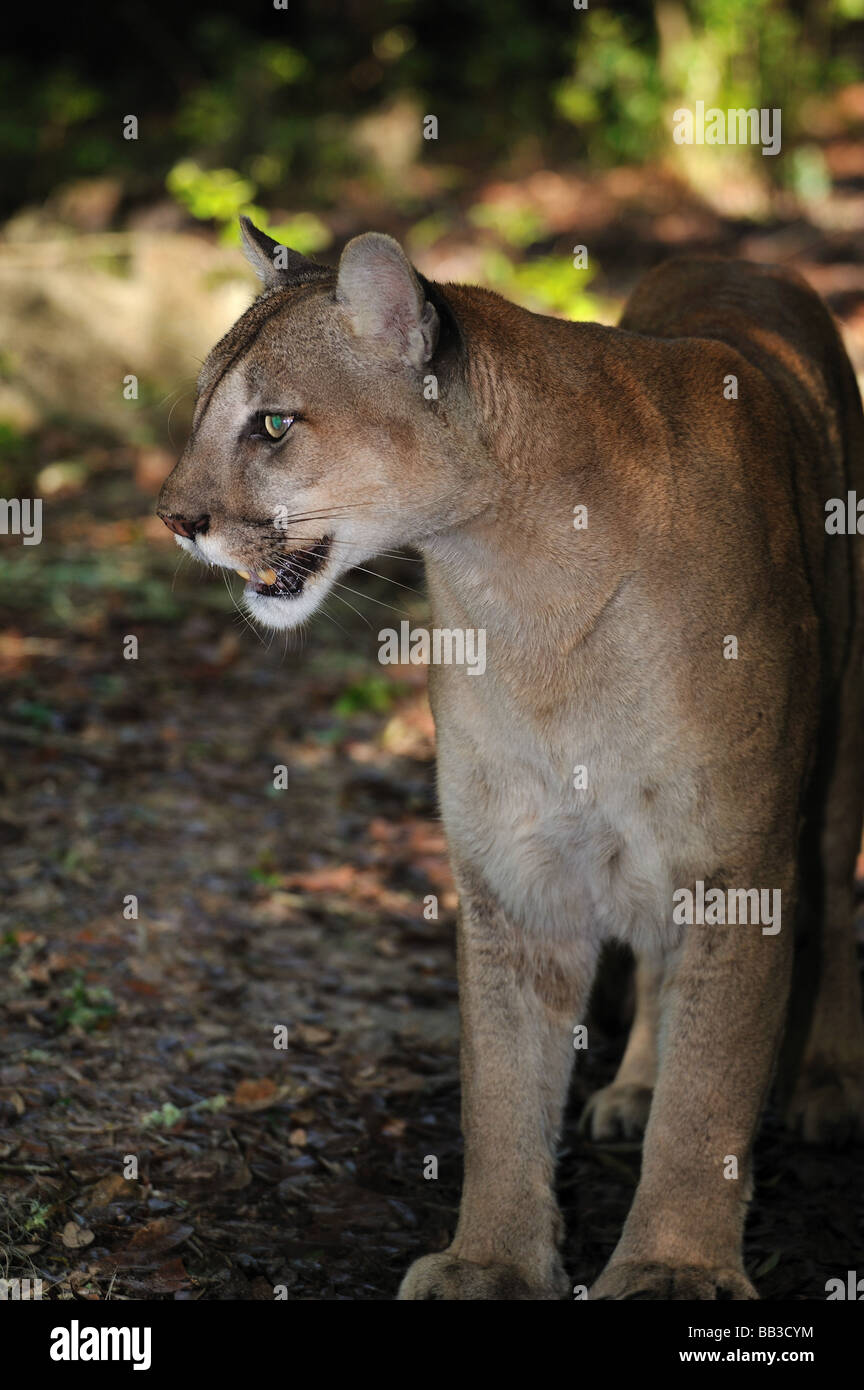 Florida panther Puma concolor coryi Florida captive Stock Photo - Alamy