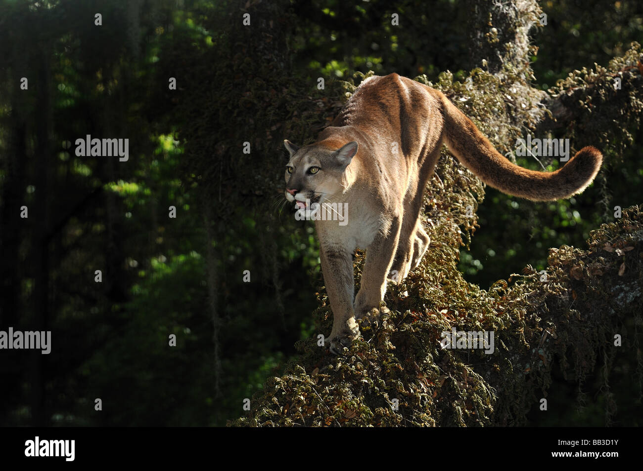 Florida panther Puma concolor coryi Florida captive Stock Photo - Alamy