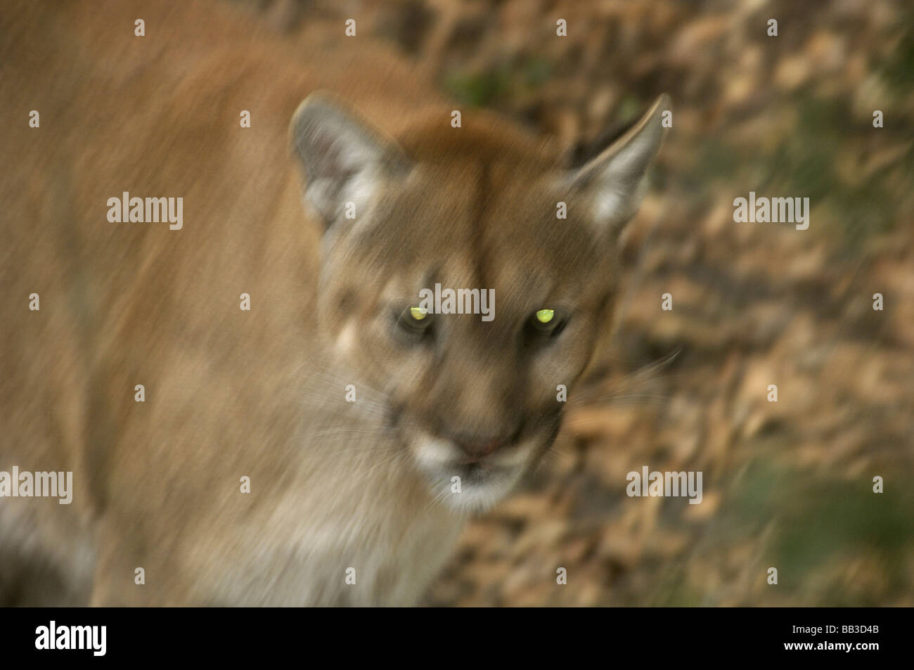 Florida panther Puma concolor coryi Florida captive Stock Photo - Alamy