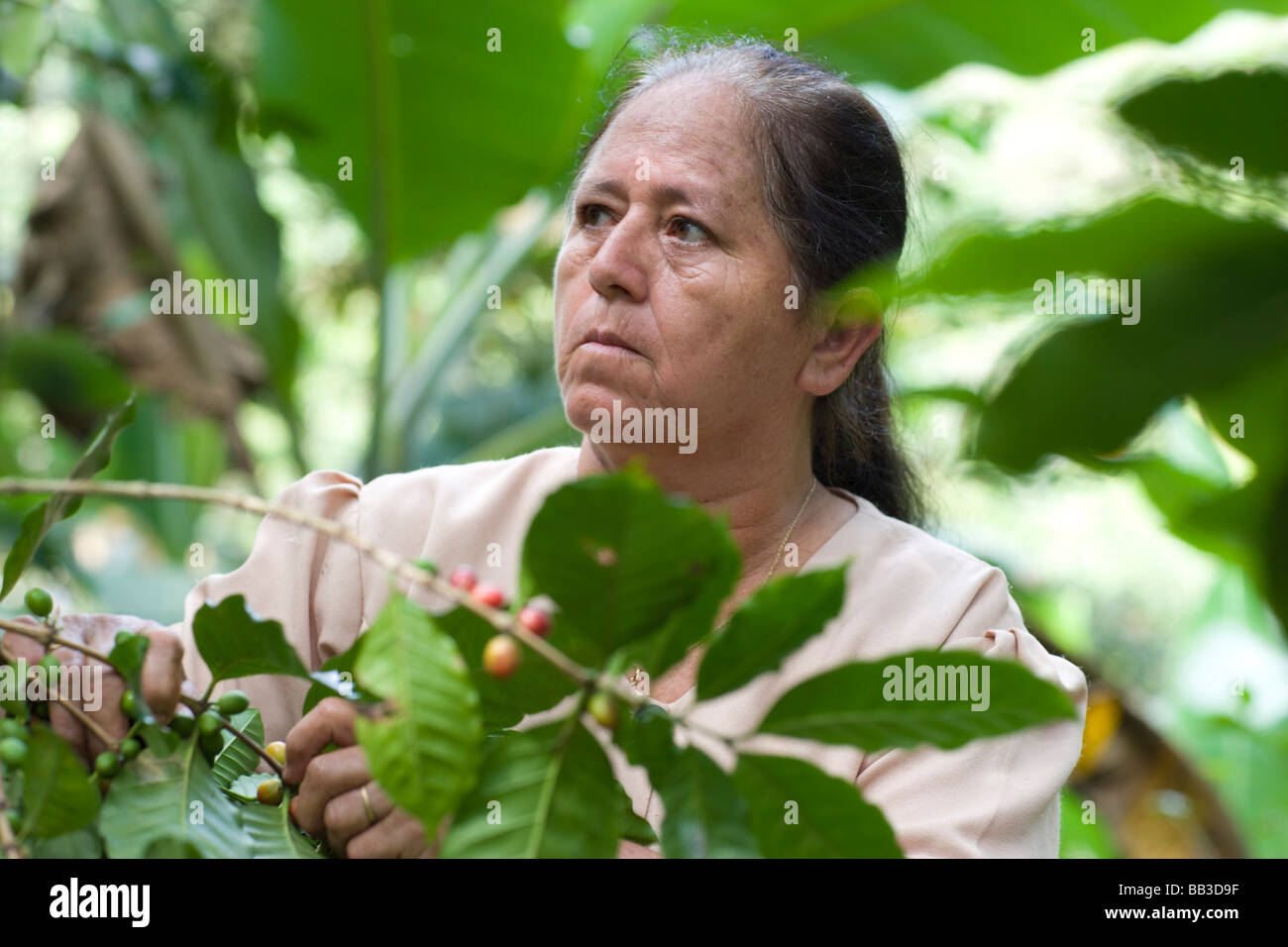 Communiy leader collecting organic coffee beans, El Arenal, Ecuador ...