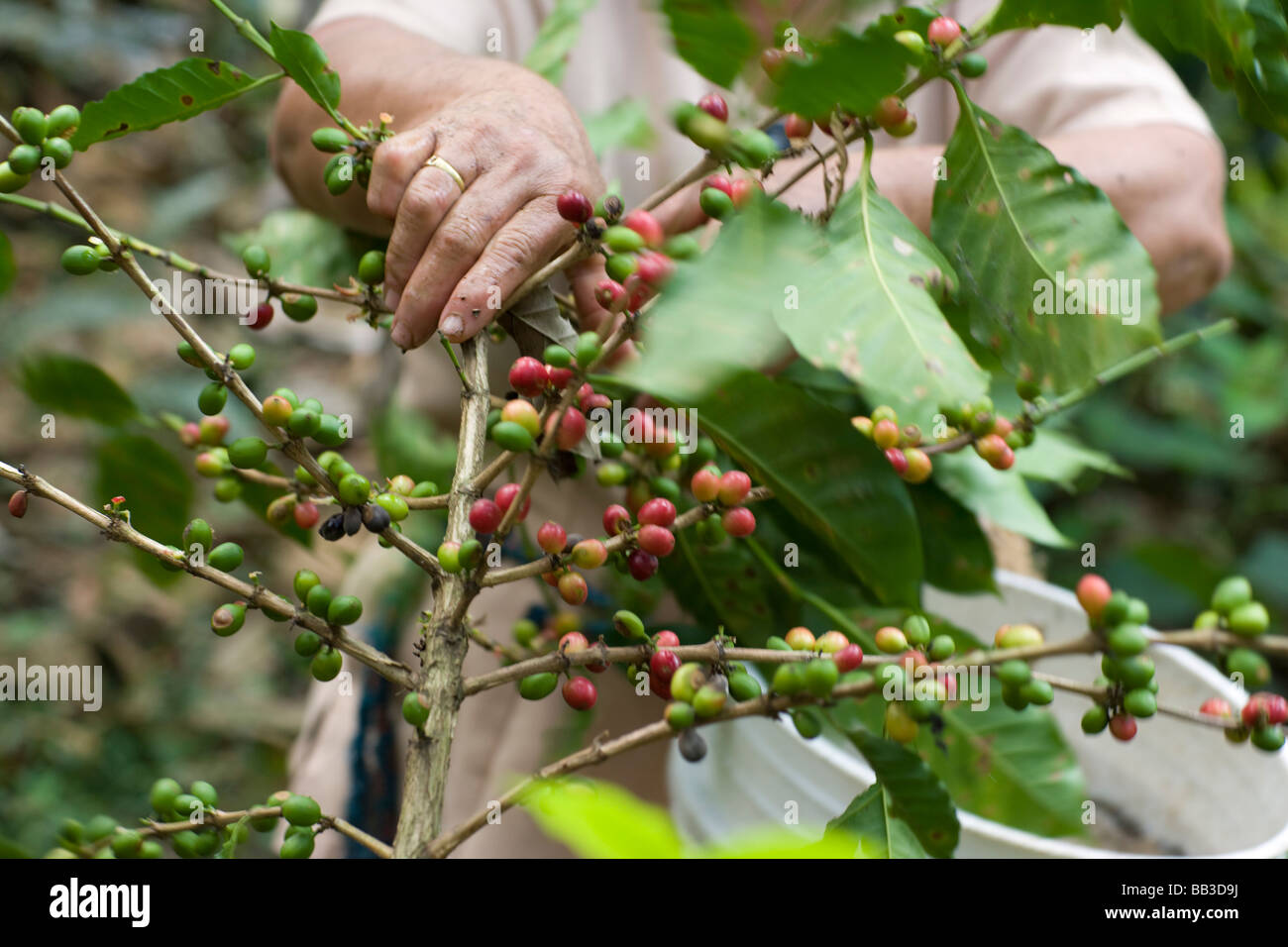 Communiy leader collecting organic coffee beans, El Arenal, Ecuador ...