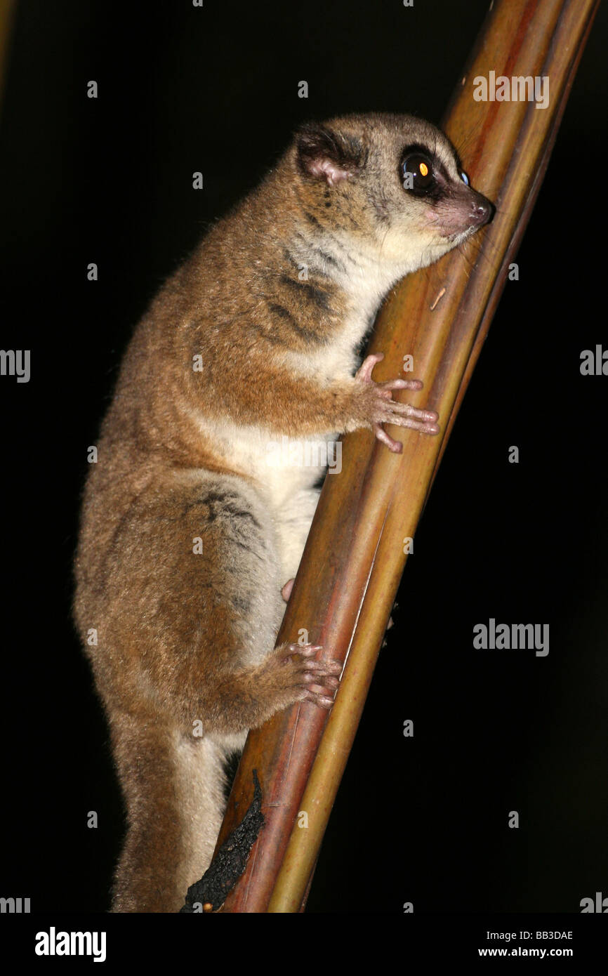 Lesser dwarf lemur hi-res stock photography and images - Alamy