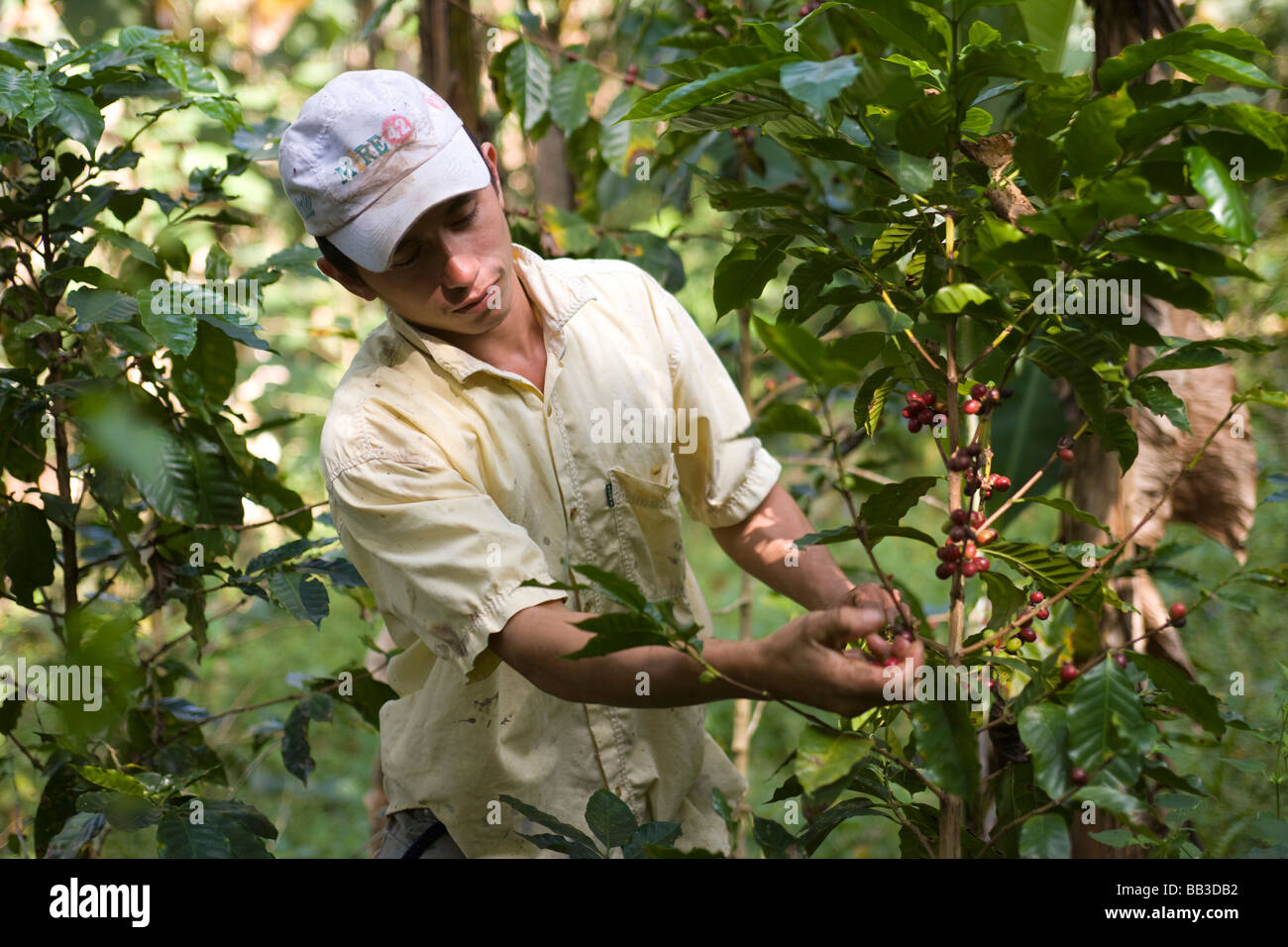 Man collecting organic coffee beans, El Arenal, Ecuador Stock Photo - Alamy