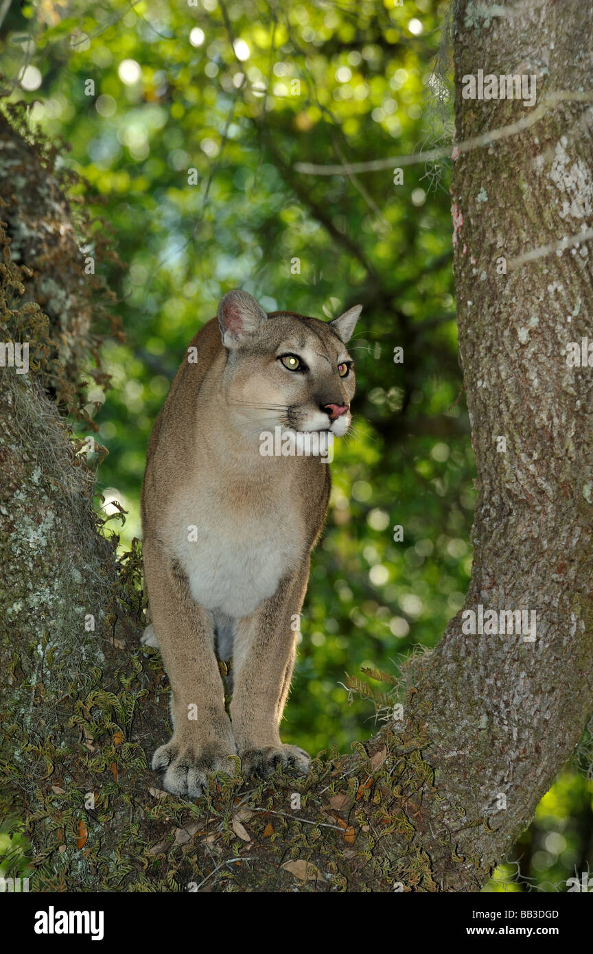 Florida panther Puma concolor coryi Florida captive Stock Photo - Alamy