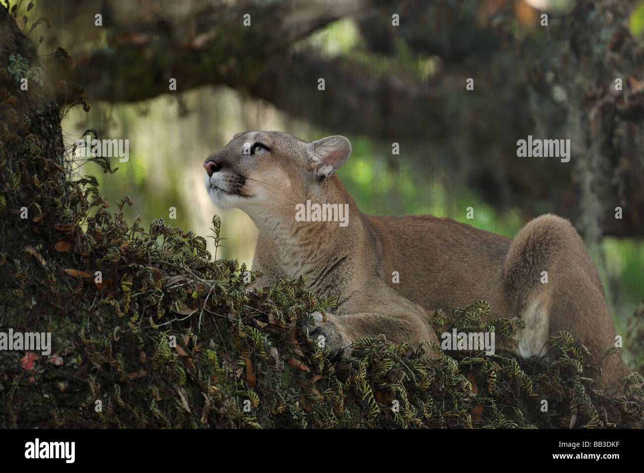 Florida panther in tree hi-res stock photography and images - Alamy