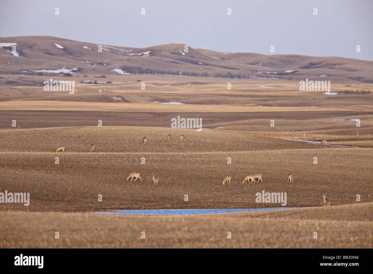 Deer in Prairie Field Stock Photo - Alamy