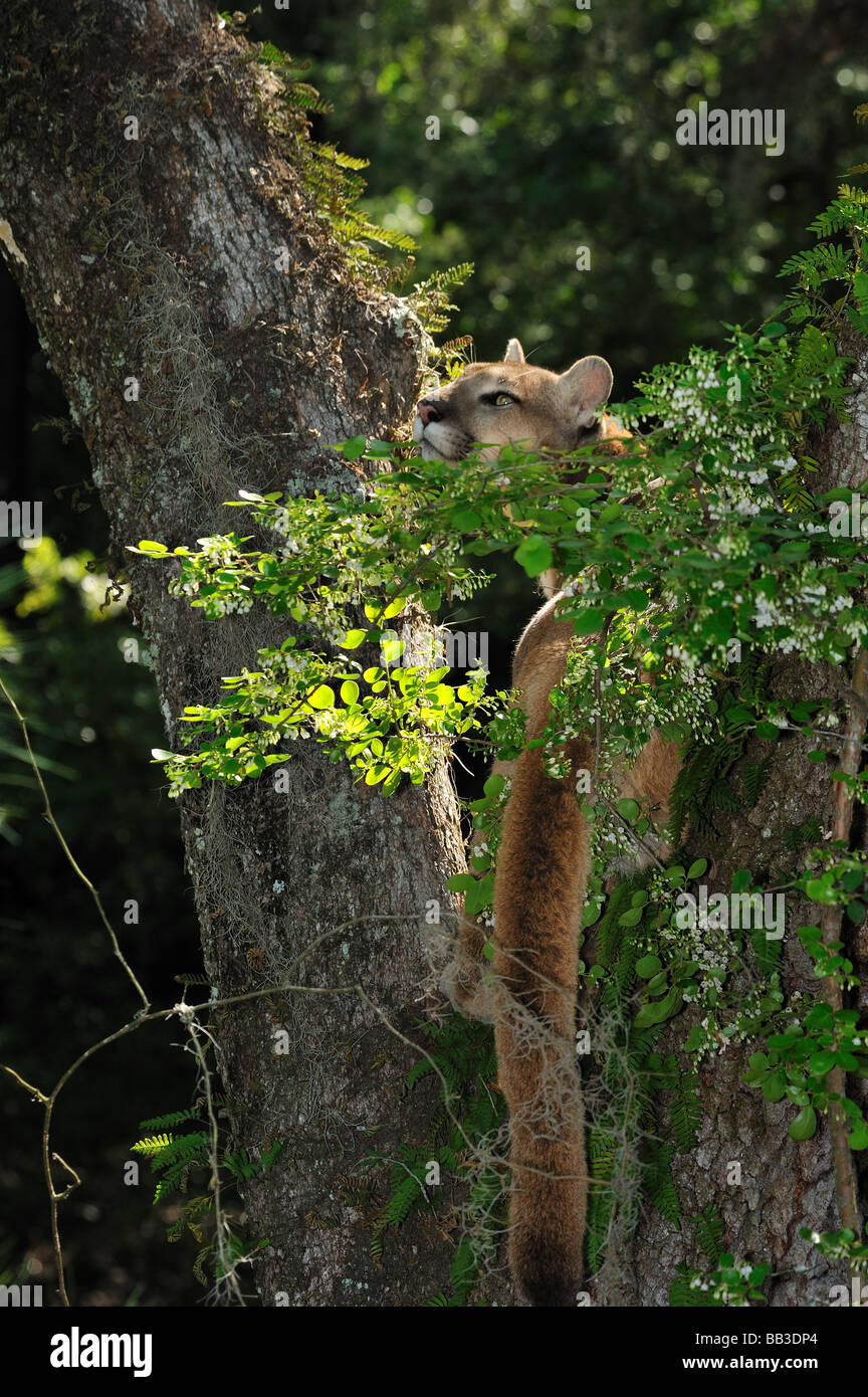 Florida panther in tree hi-res stock photography and images - Alamy