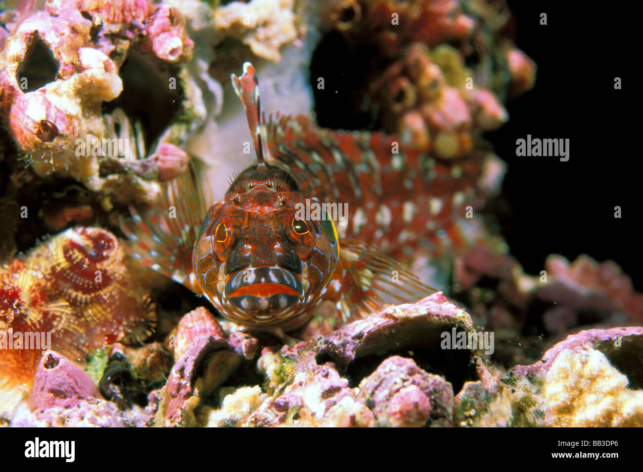 Galapagos underwater fish colorful hi-res stock photography and images ...