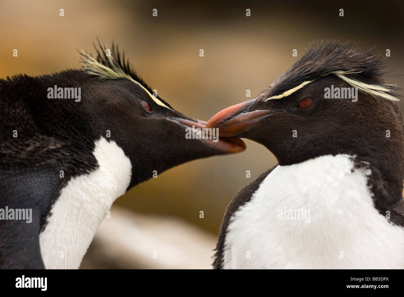 South Atlantic, Falkland Islands, New Island. Close-up of rockhopper ...