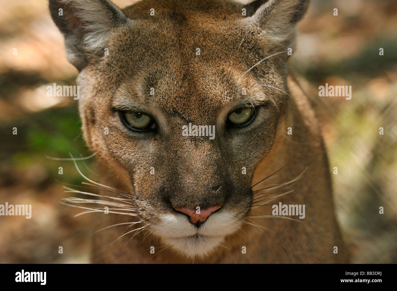 Florida panther Puma concolor coryi Florida captive Stock Photo - Alamy