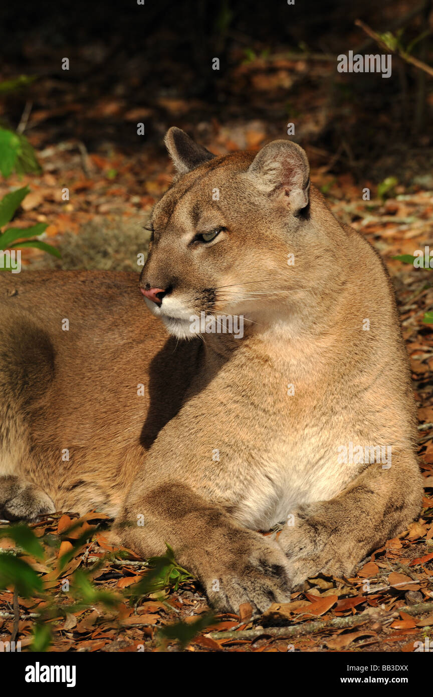 Florida panther Puma concolor coryi Florida captive Stock Photo - Alamy