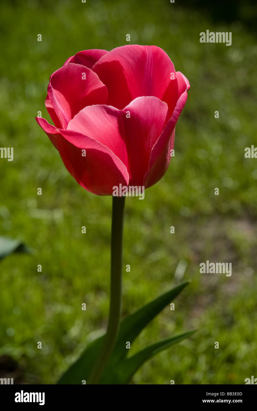 Tulipa 'Carola' - Triumph (div. 3 Stock Photo - Alamy
