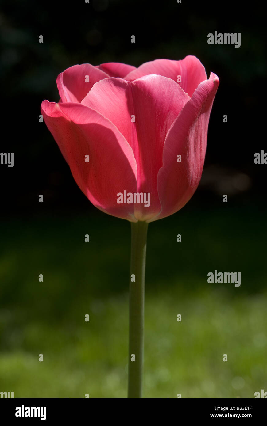 Tulipa 'Carola' - Triumph (div. 3 Stock Photo - Alamy