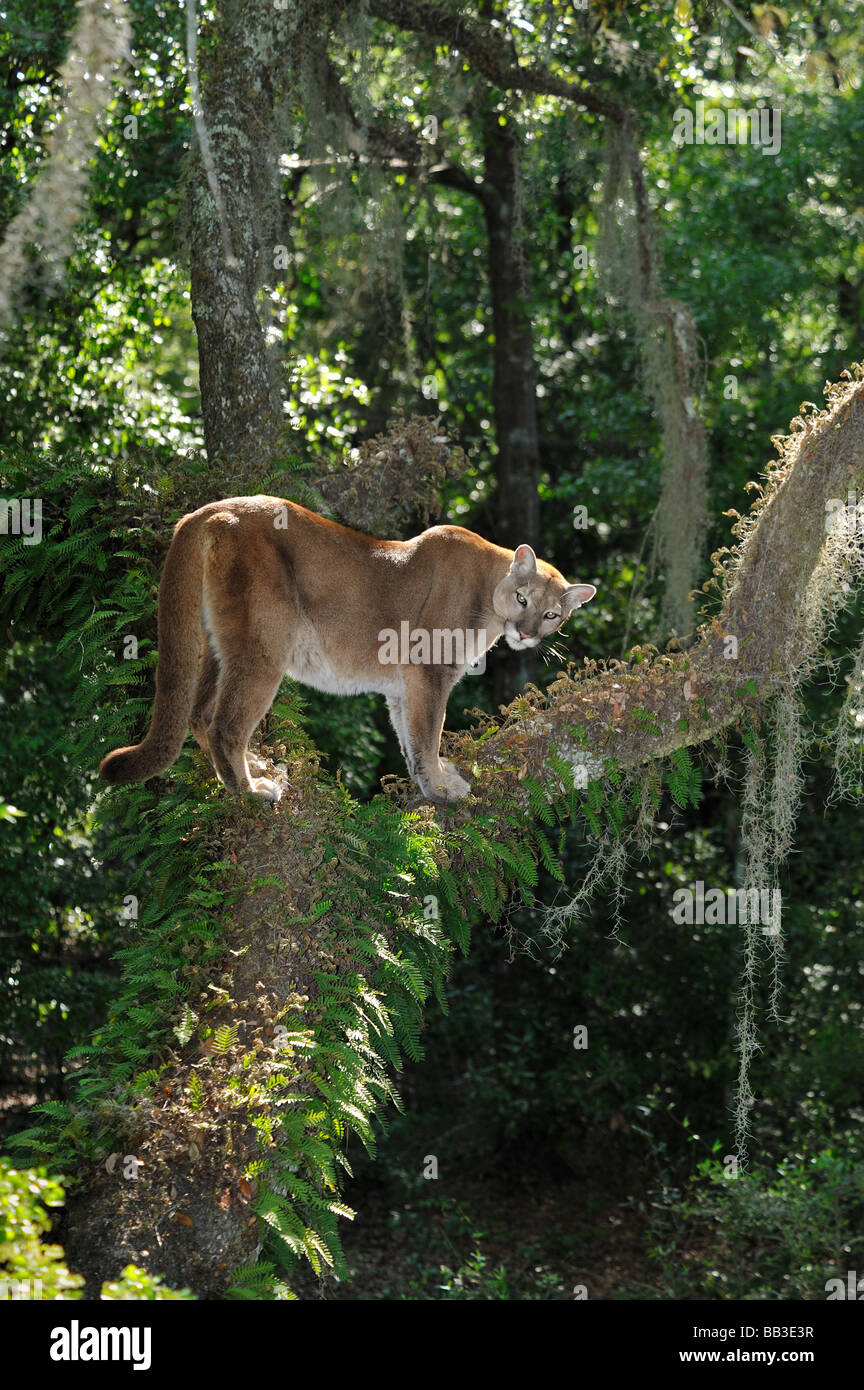Florida panther Puma concolor coryi Florida captive Stock Photo - Alamy