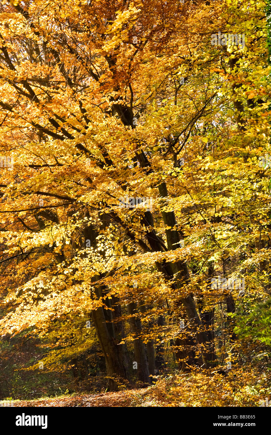 Autumn foliage on beech trees in woods in Gloucestershire England UK ...