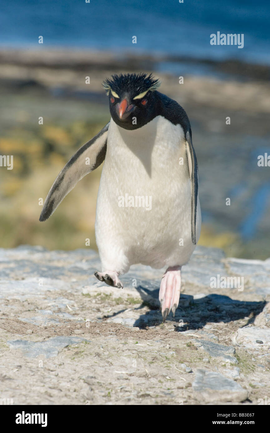 Rockhopper Penguin Jumping High Resolution Stock Photography and Images ...