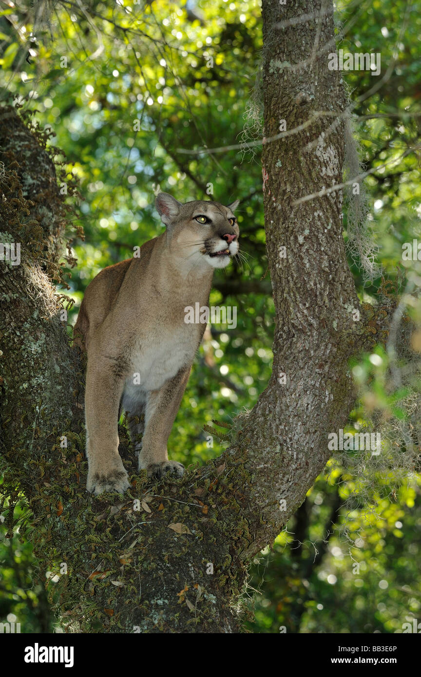 Florida panther in tree hi-res stock photography and images - Alamy