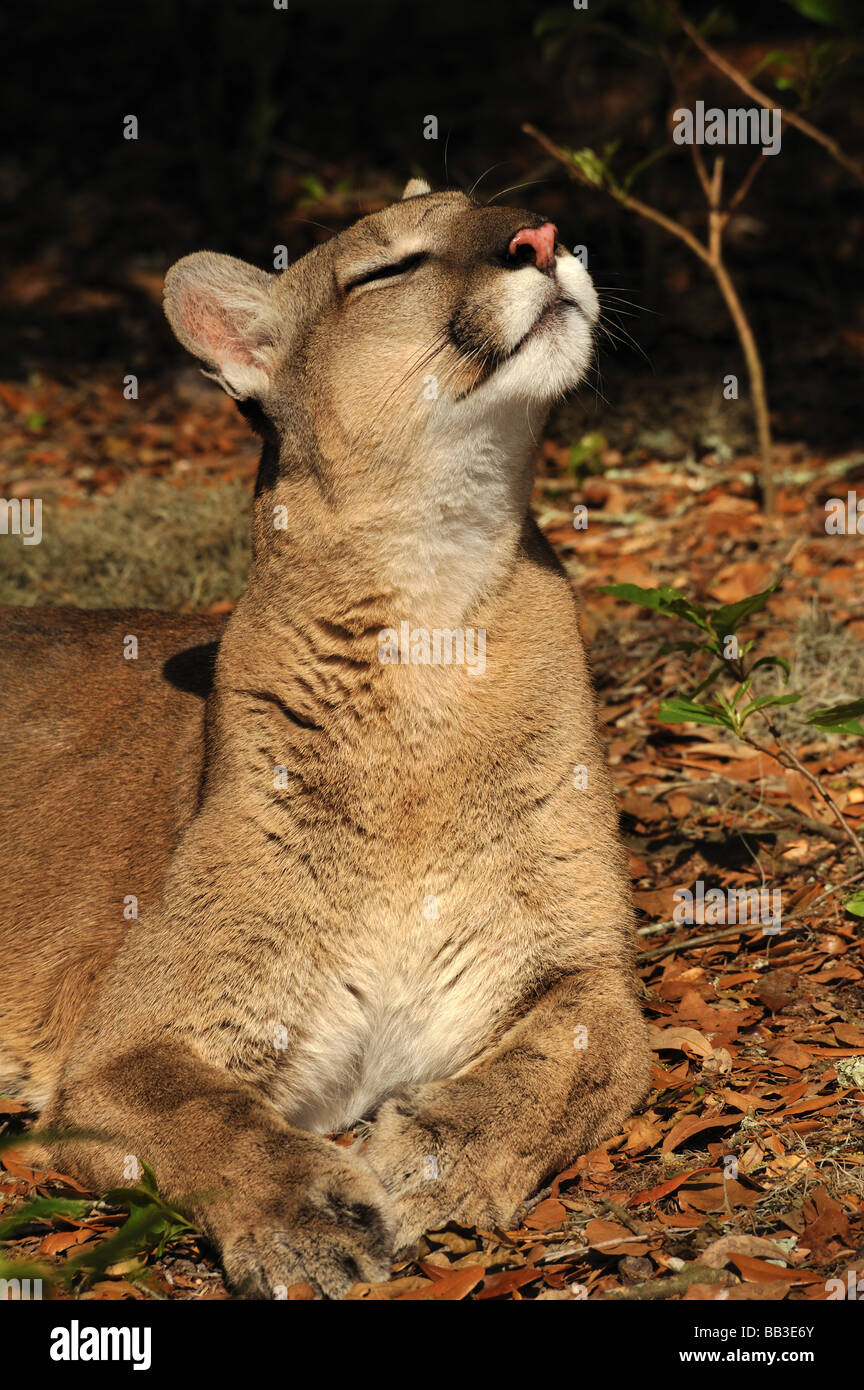 Florida panther Puma concolor coryi Florida captive Stock Photo - Alamy