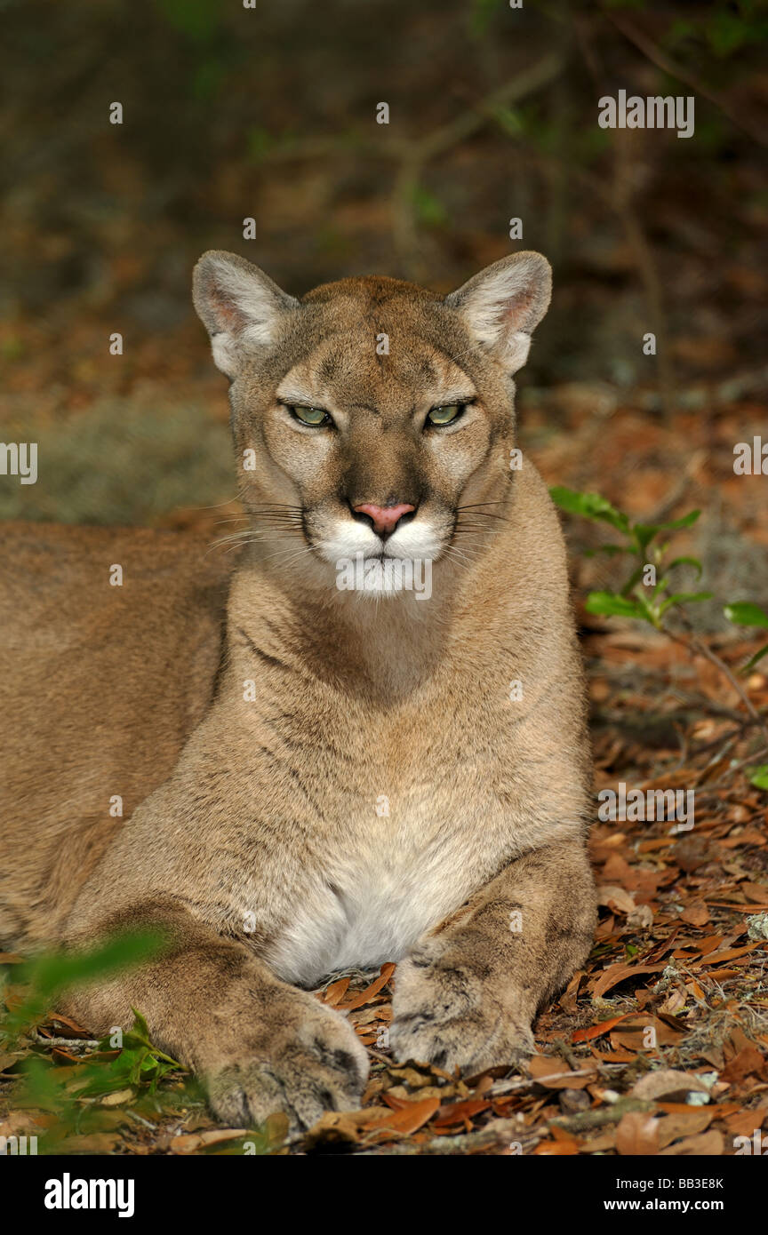 Florida panther Puma concolor coryi Florida captive Stock Photo - Alamy