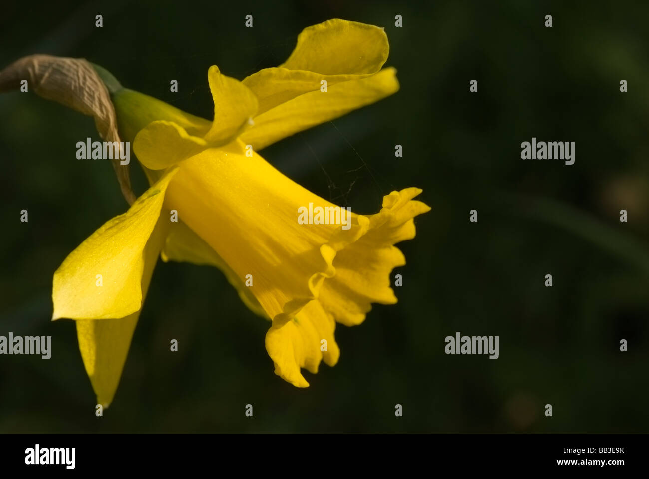 Single Daffodil against dark background Stock Photo - Alamy