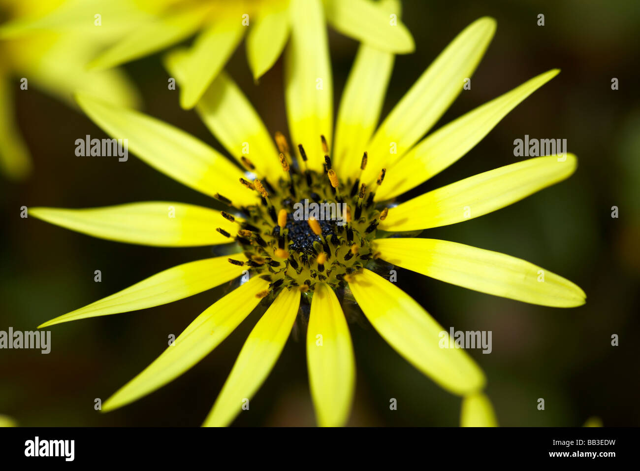 Spring wildflowers Western Australia Cape Weed Arctotheca calendula ...