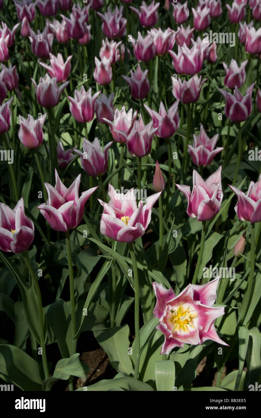 Tulipa 'Ballade' - Lily Flowered (div. 6 Stock Photo - Alamy