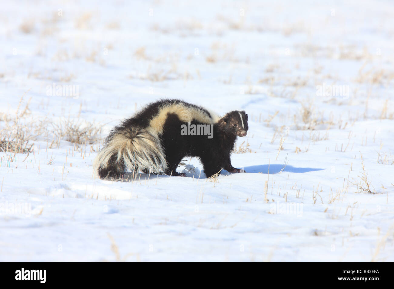 Skunk canada hi-res stock photography and images - Alamy