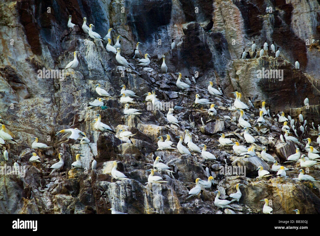 Seabird wild wildlife animal nesting colony breeding hi-res stock ...