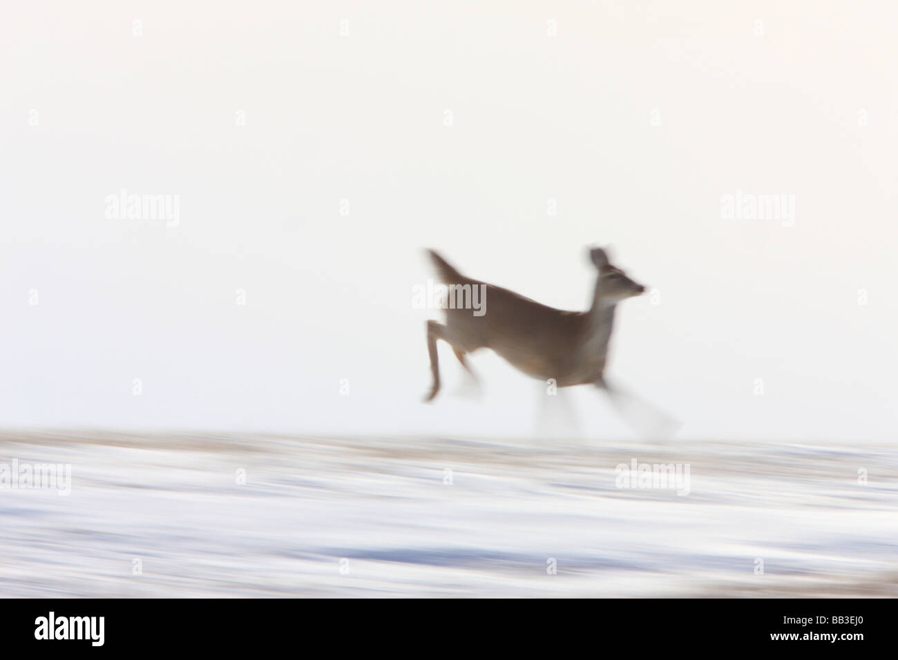 Deer running in Winter Stock Photo - Alamy