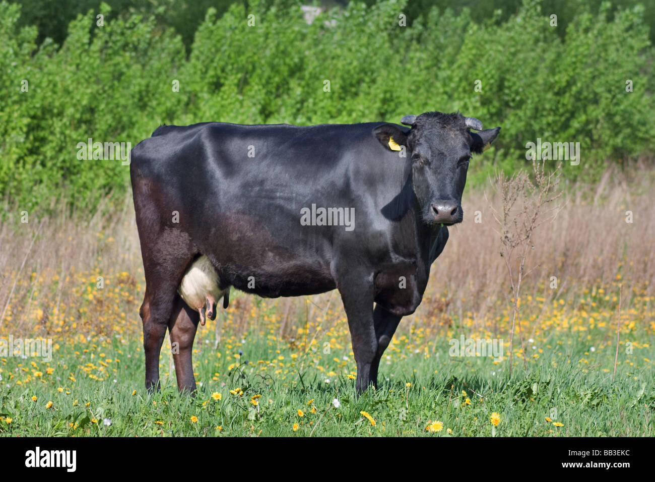 Black cow hi-res stock photography and images - Alamy
