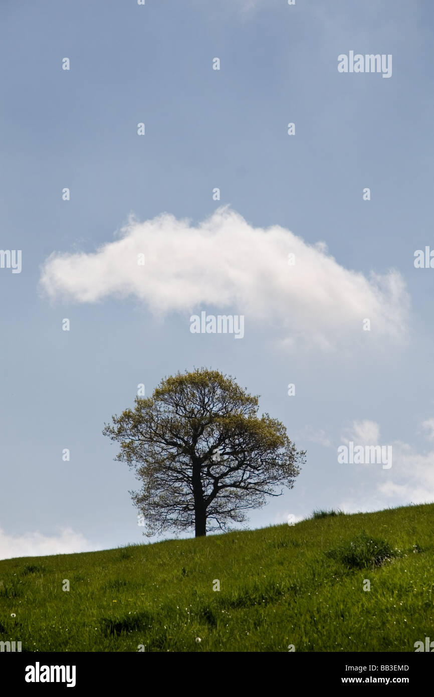 A lone oak tree in spring Stock Photo - Alamy