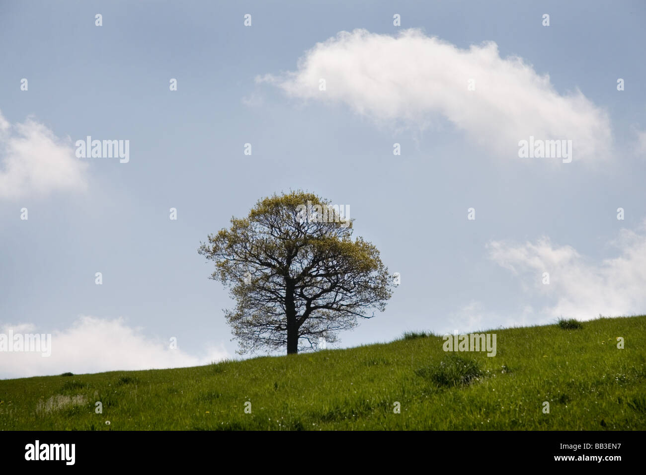 A lone oak tree in spring Stock Photo - Alamy