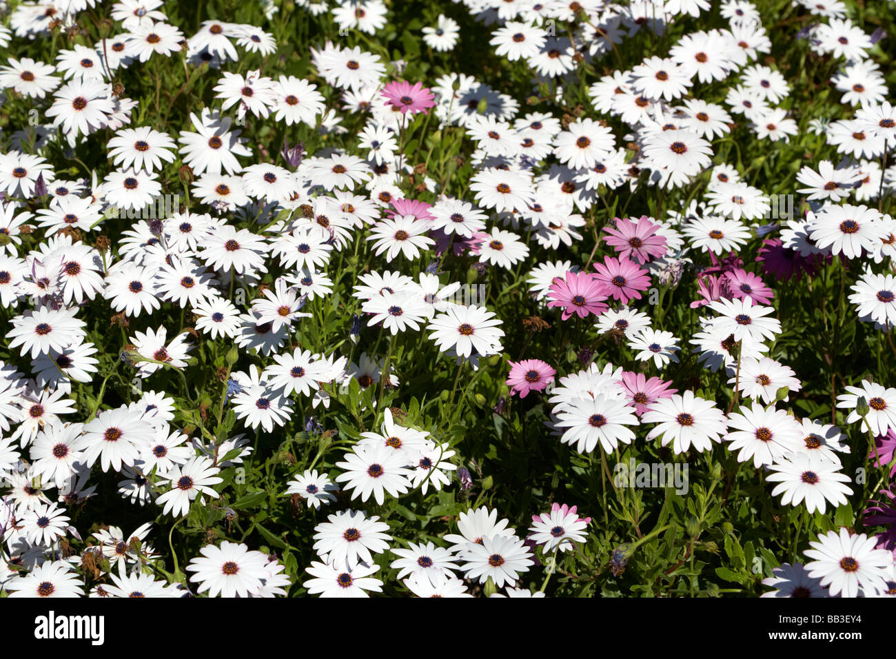 Field of wild flowers in Western Australia Stock Photo - Alamy