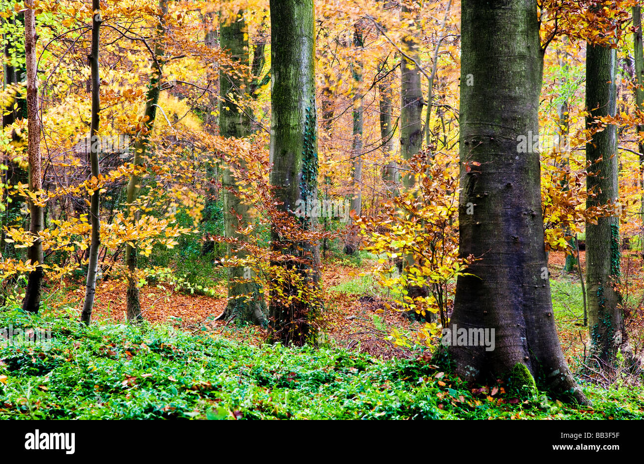 Beech tree autumn foliage hi-res stock photography and images - Alamy