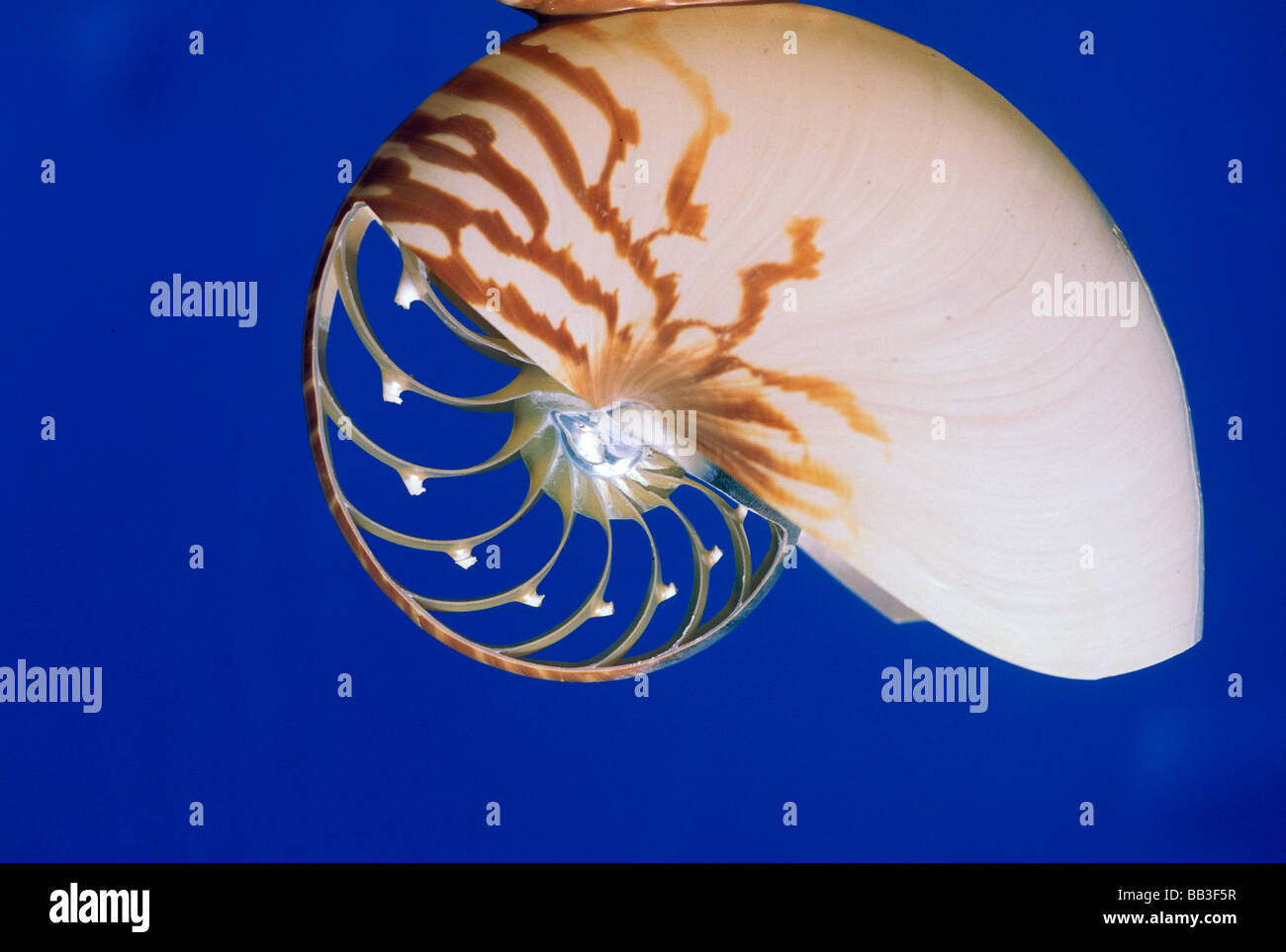 USA, Hawaii. Interior view of a Nautilus shell Stock Photo - Alamy