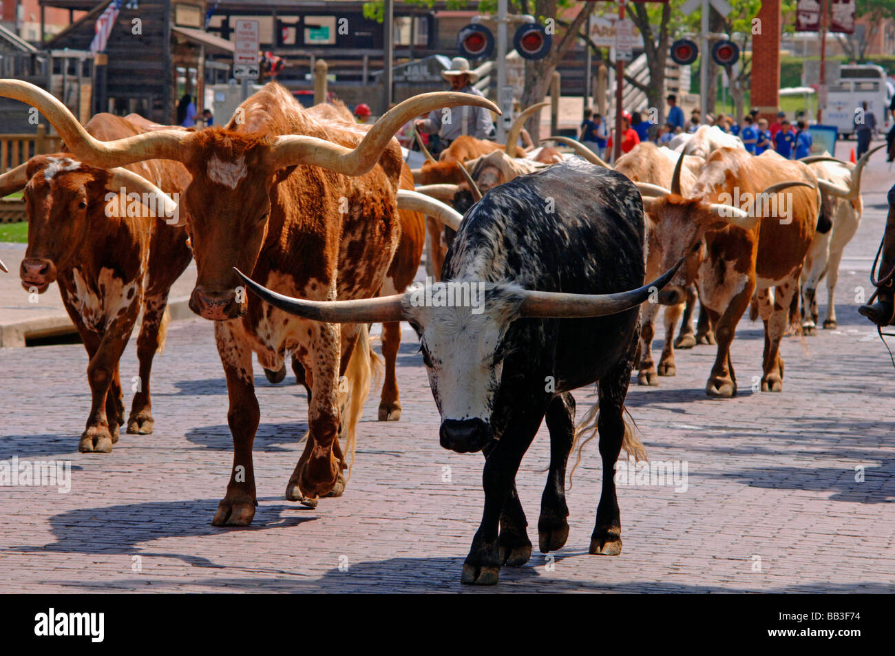 Western Heritage Cattle