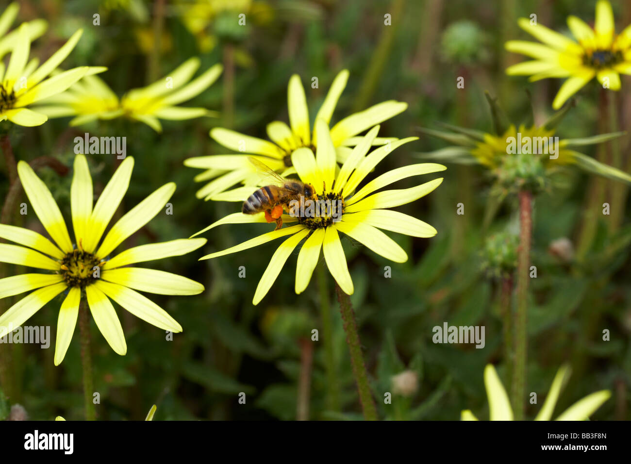 Australian cape weed hi-res stock photography and images - Alamy