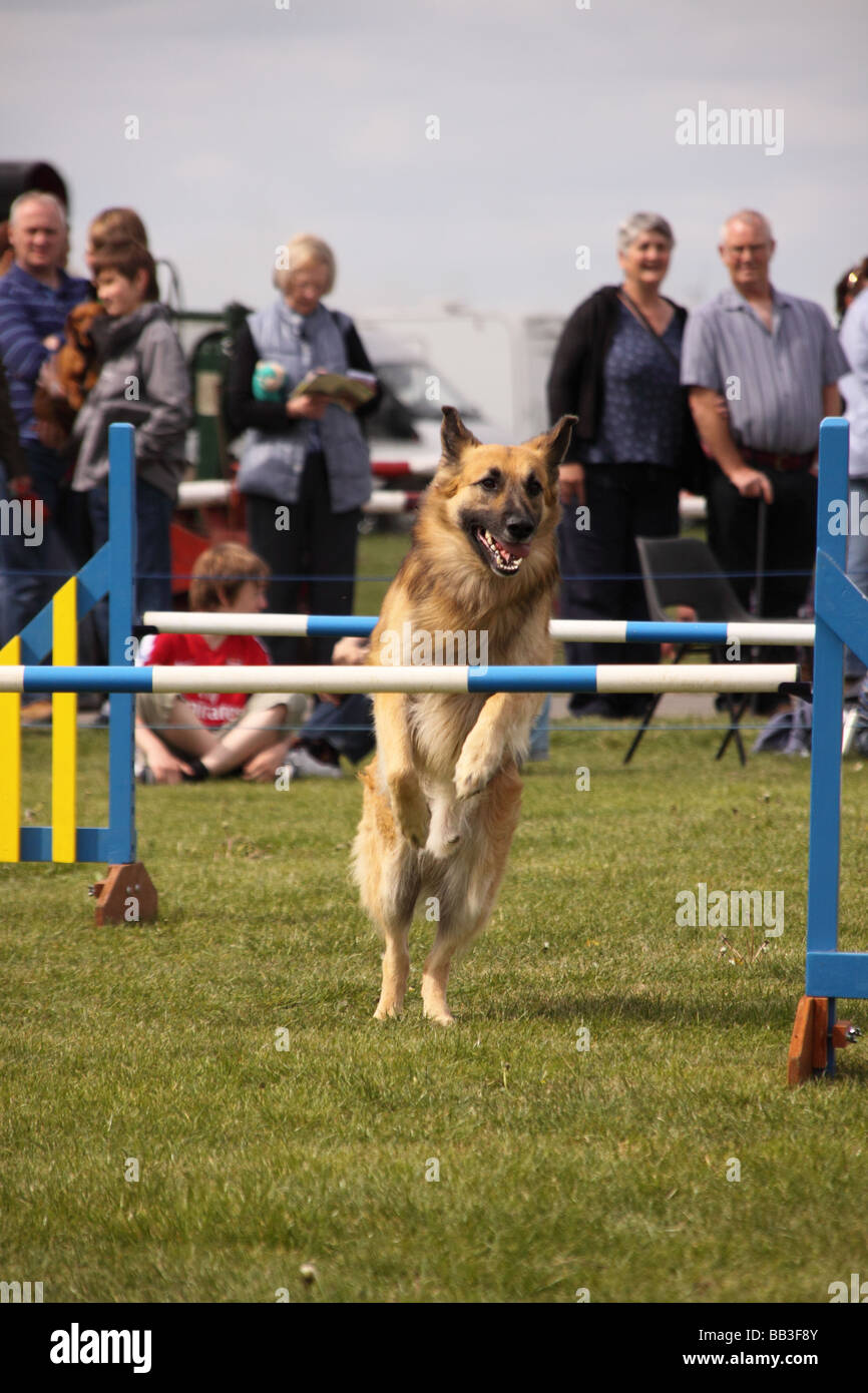 Dog Agility competition Stock Photo - Alamy