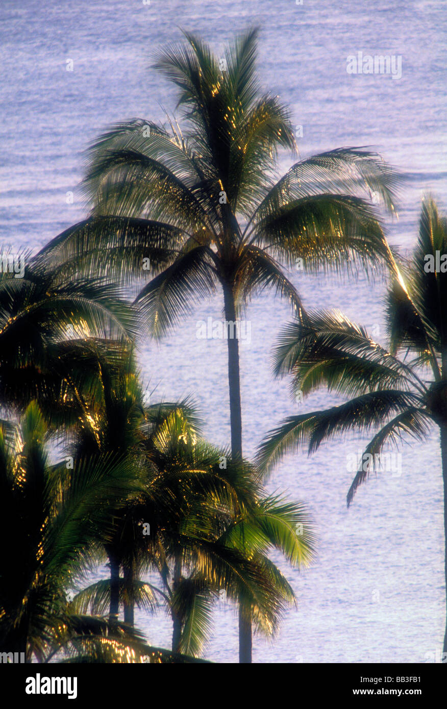 USA, Hawaii. Palm trees Stock Photo - Alamy