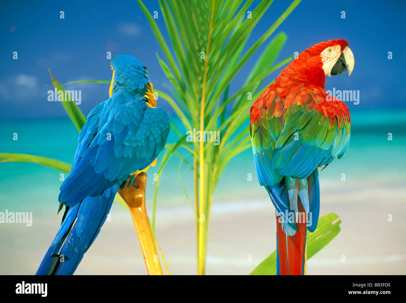 USA, Hawaii. Parrots at the beach Stock Photo - Alamy