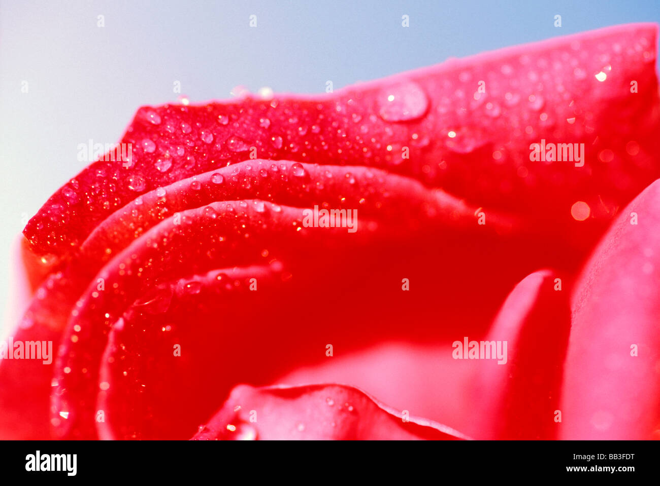 USA, Hawaii. Rose detail Stock Photo - Alamy