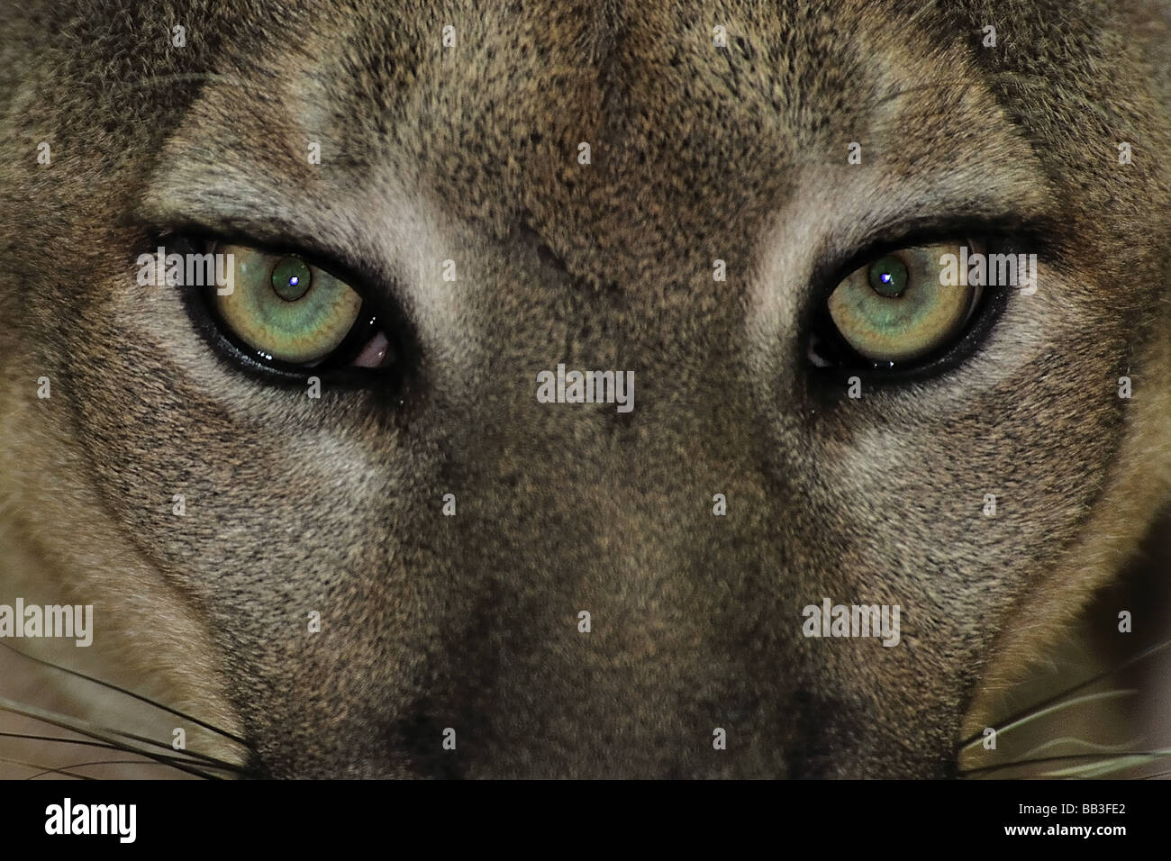 Florida panther Puma concolor coryi Florida captive Stock Photo - Alamy