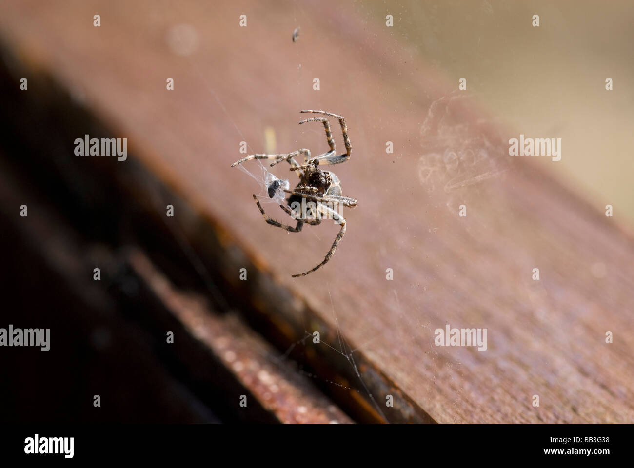 Spider ensnaring prey Stock Photo - Alamy
