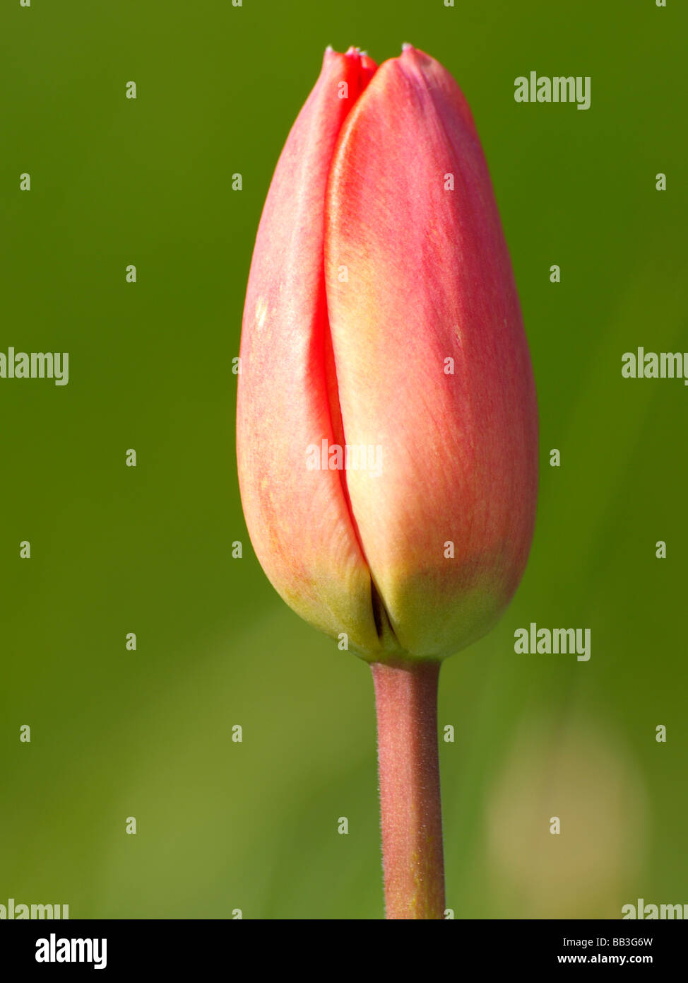 Pink Tulip, closed Stock Photo - Alamy
