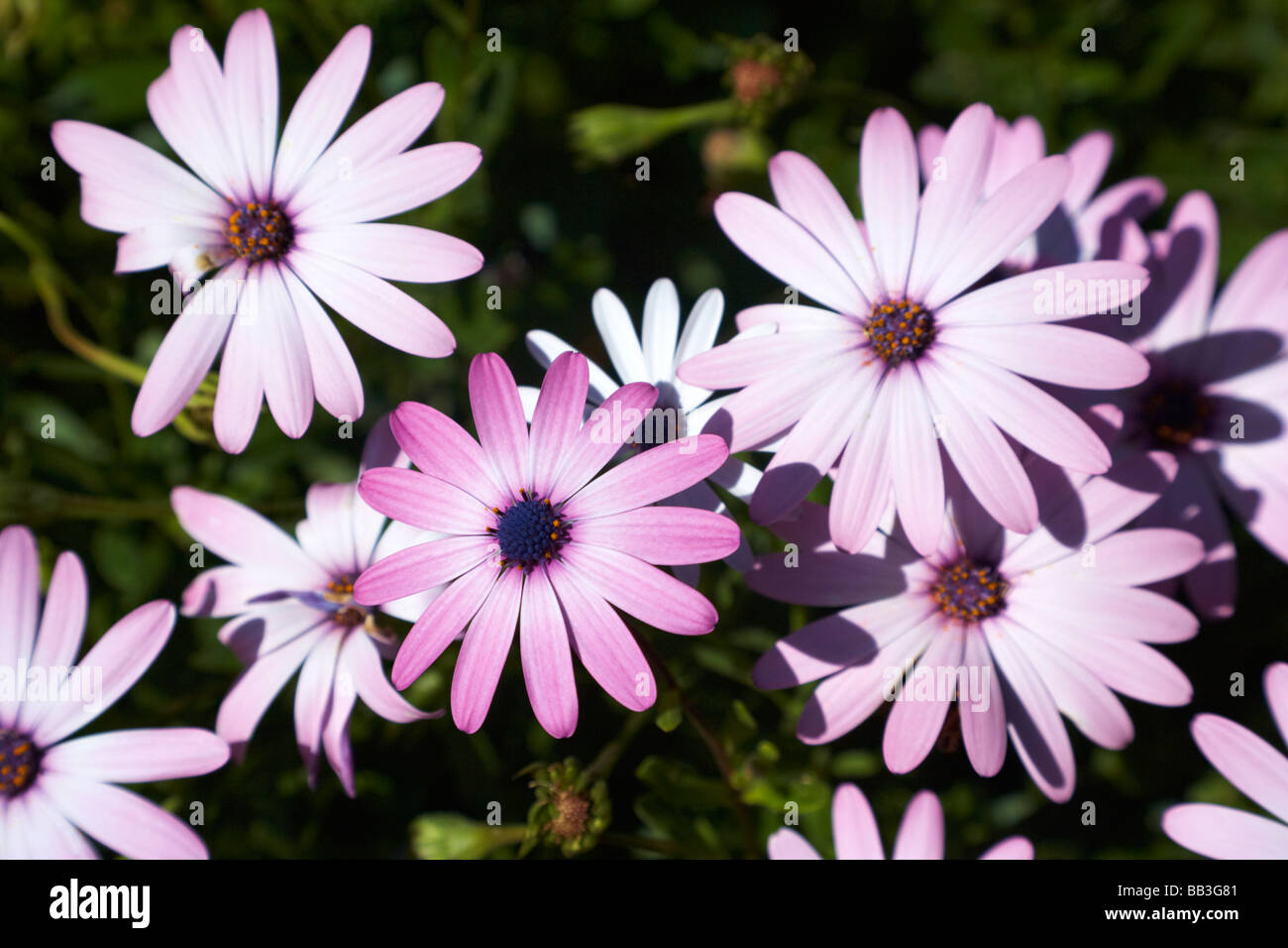 Field of wild flowers in Western Australia Stock Photo - Alamy