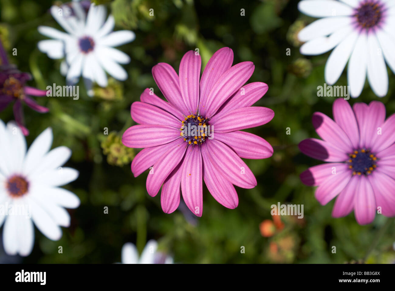 Field of wild flowers in Western Australia Stock Photo - Alamy