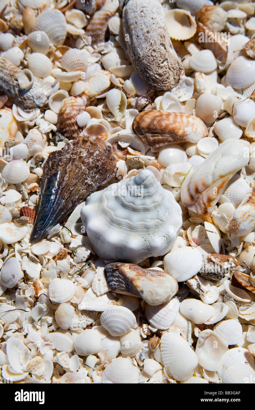 North America, Mexico, Yucatan. Shells on the beach near the town of ...